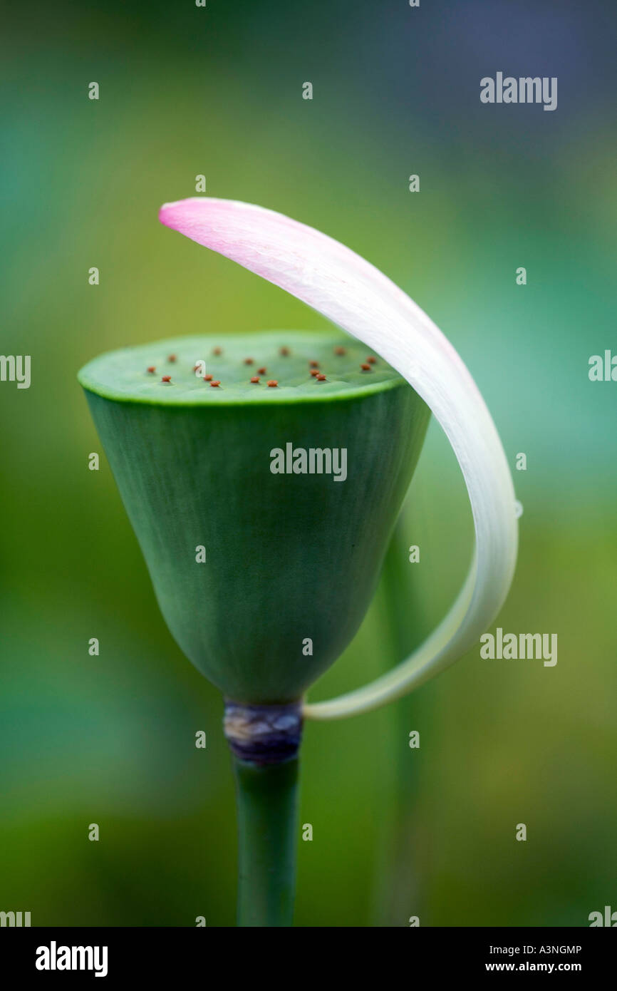 East indian lotus hi-res stock photography and images - Alamy