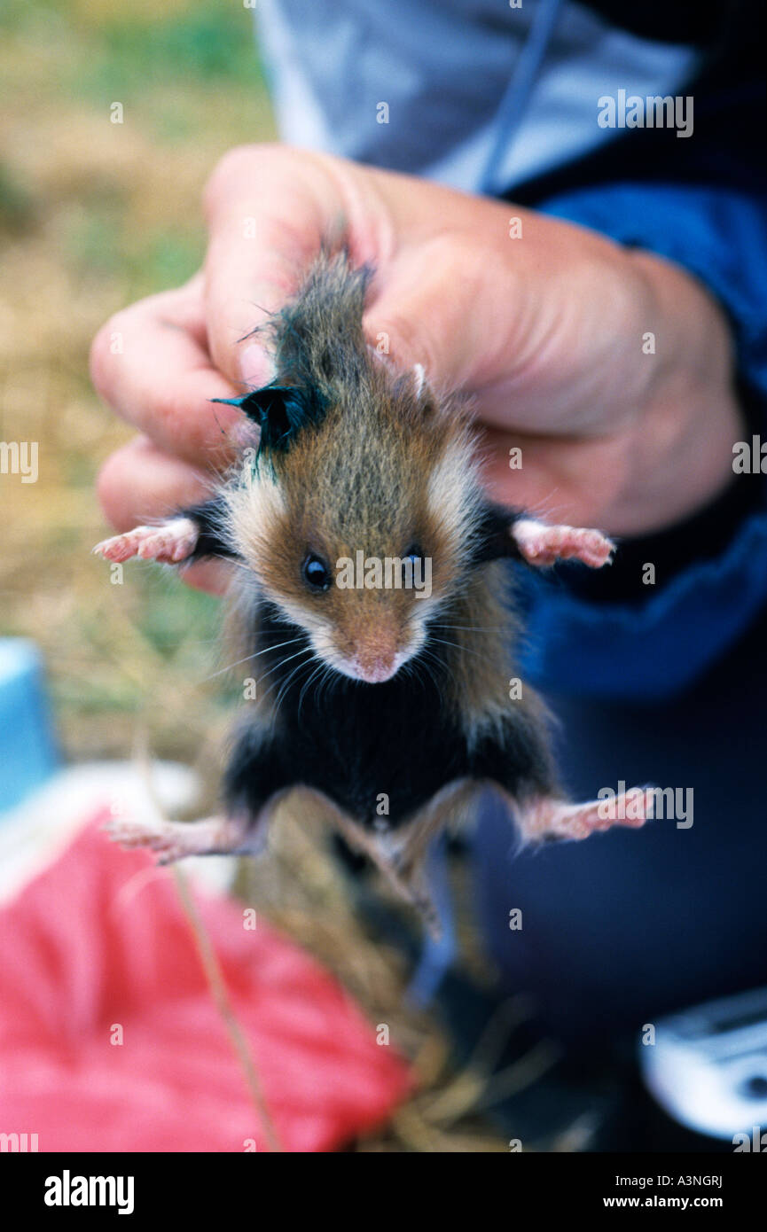 Common Hamster Stock Photo - Alamy