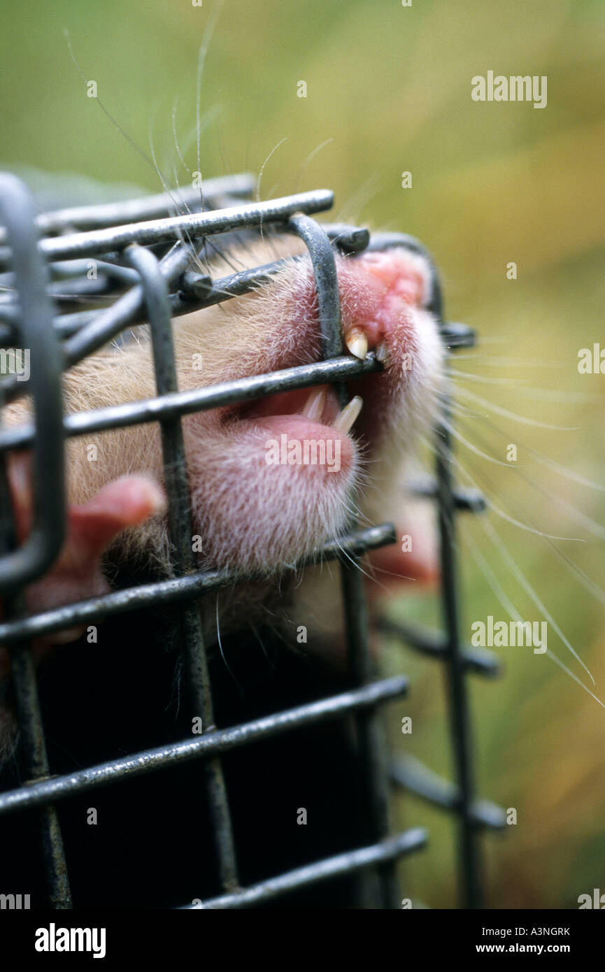 Common Hamster Stock Photo - Alamy