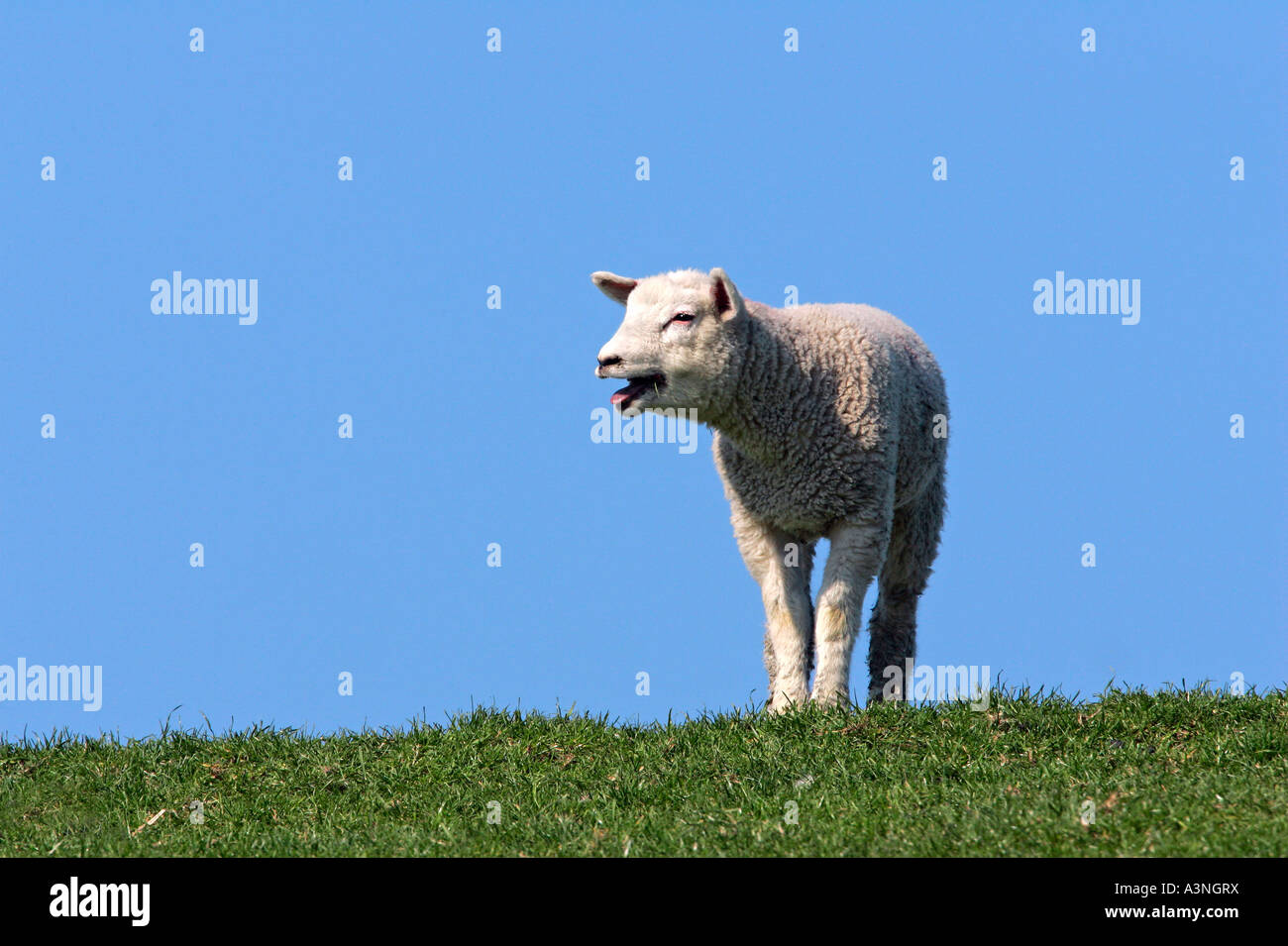 Bleating domestic sheep hi-res stock photography and images - Alamy