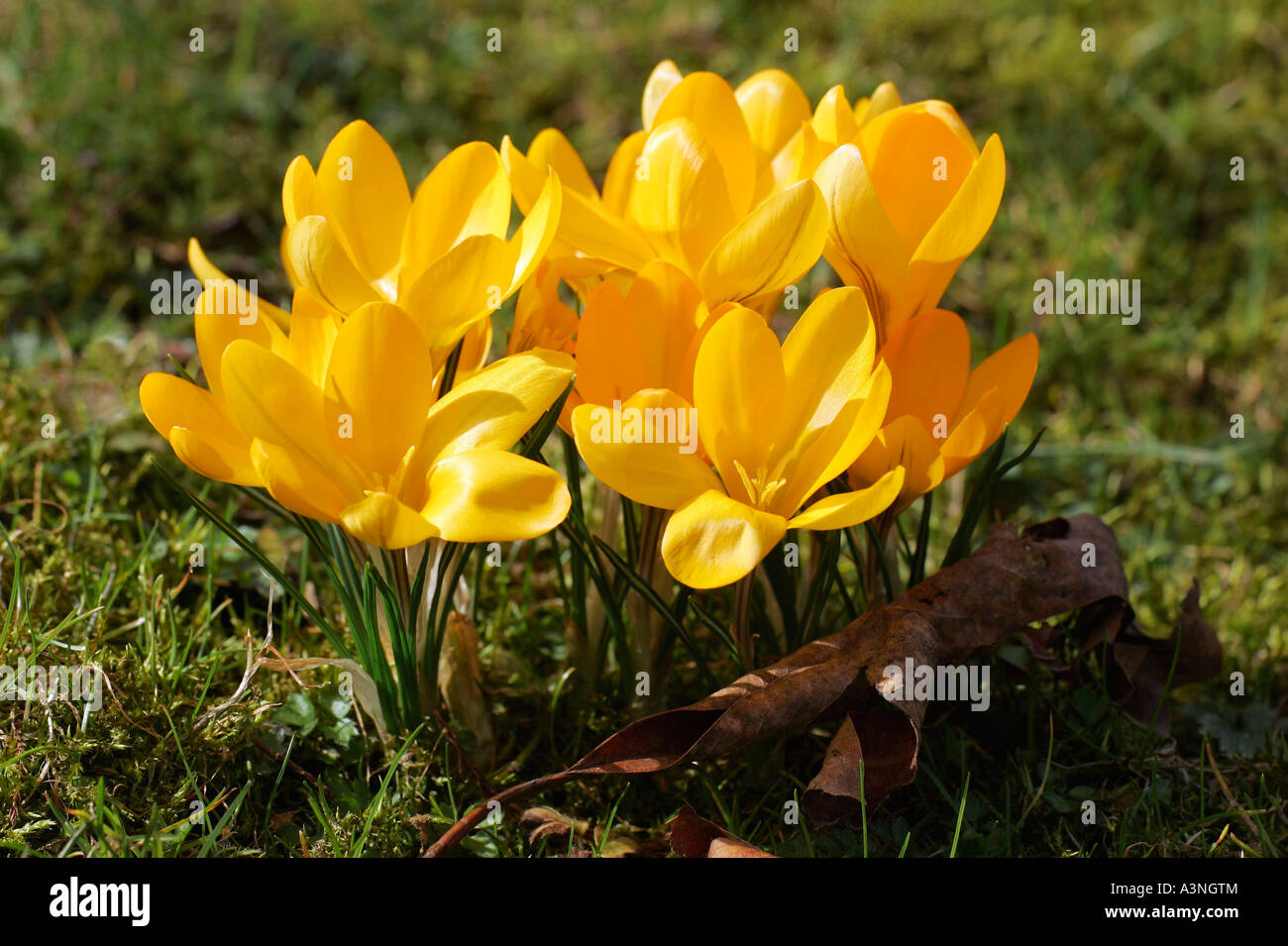 Yellow crocus hi-res stock photography and images - Alamy