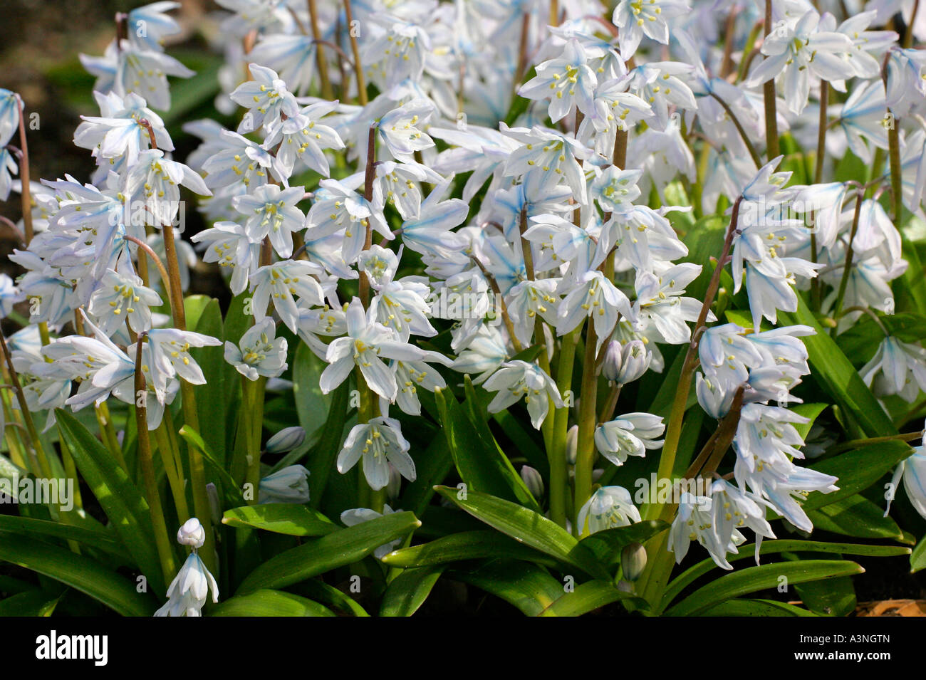 Scilla mischtschenkoana ‘tubergeniana’ hi-res stock photography and ...