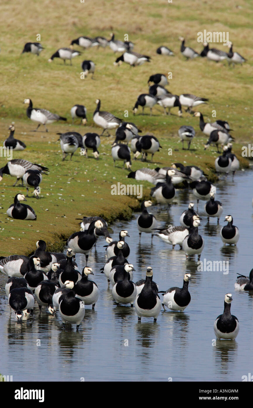 Barnacle Goose Stock Photo - Alamy