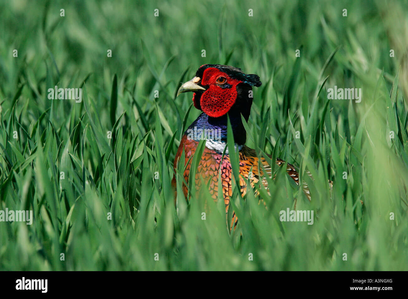 Game Pheasant Stock Photo - Alamy