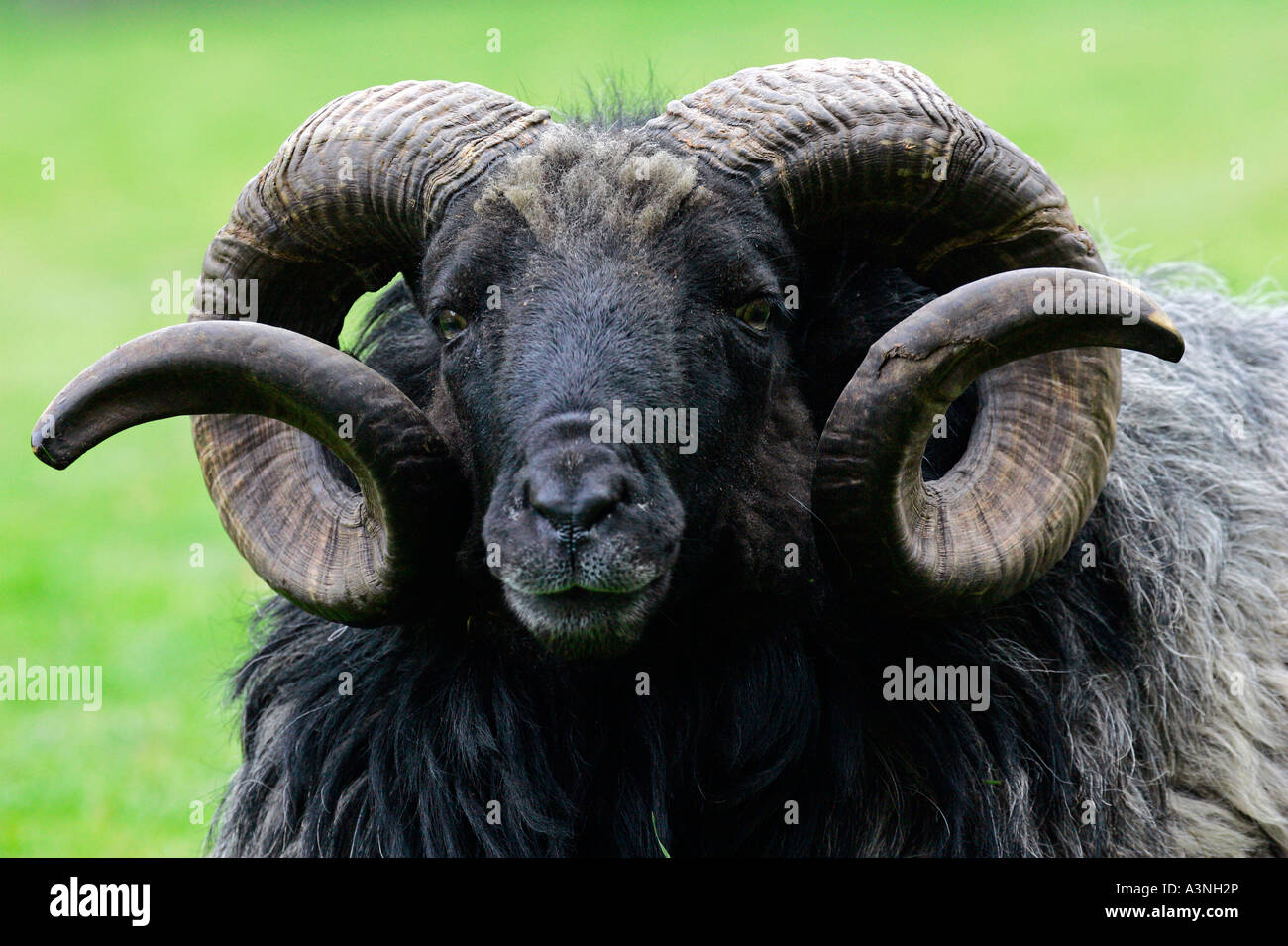 Moorland animals hi-res stock photography and images - Alamy