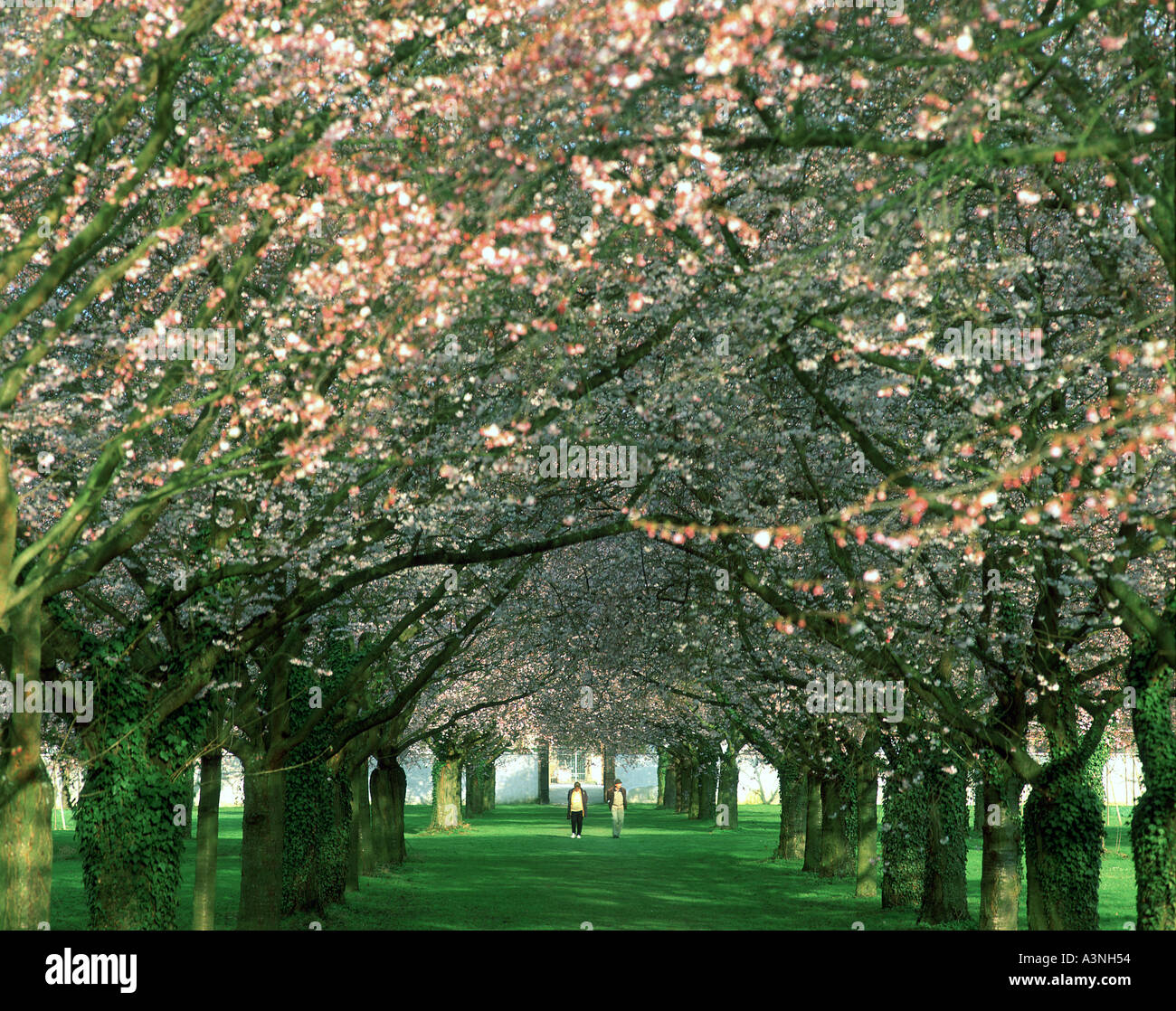 spring cherry orchard with couple Stock Photo - Alamy