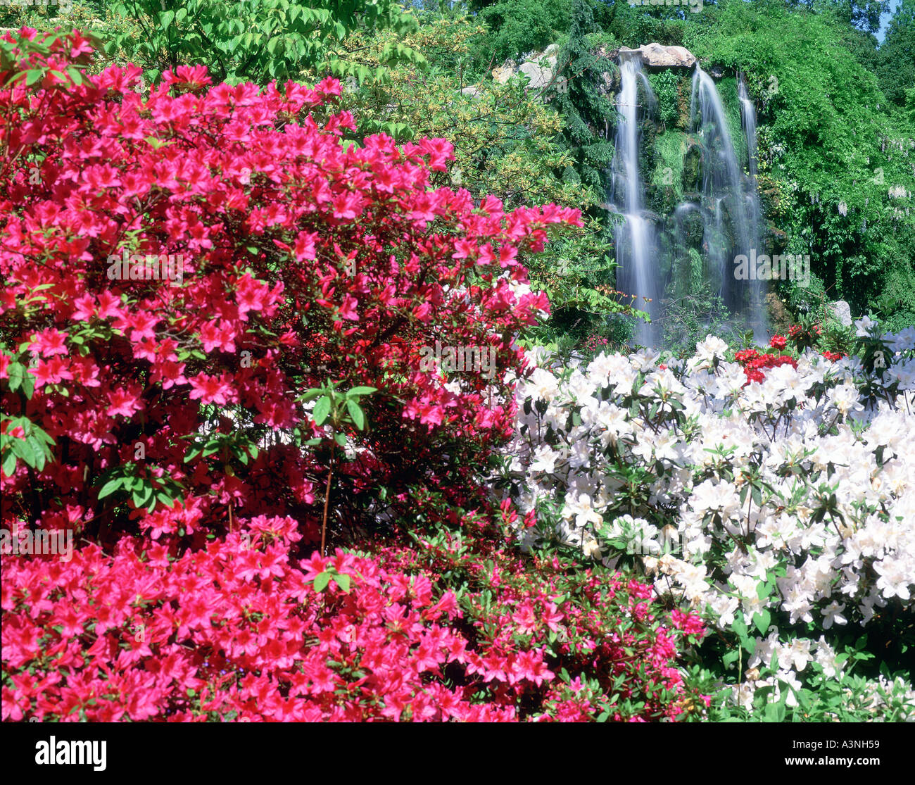 waterfall with azaleas Stock Photo - Alamy
