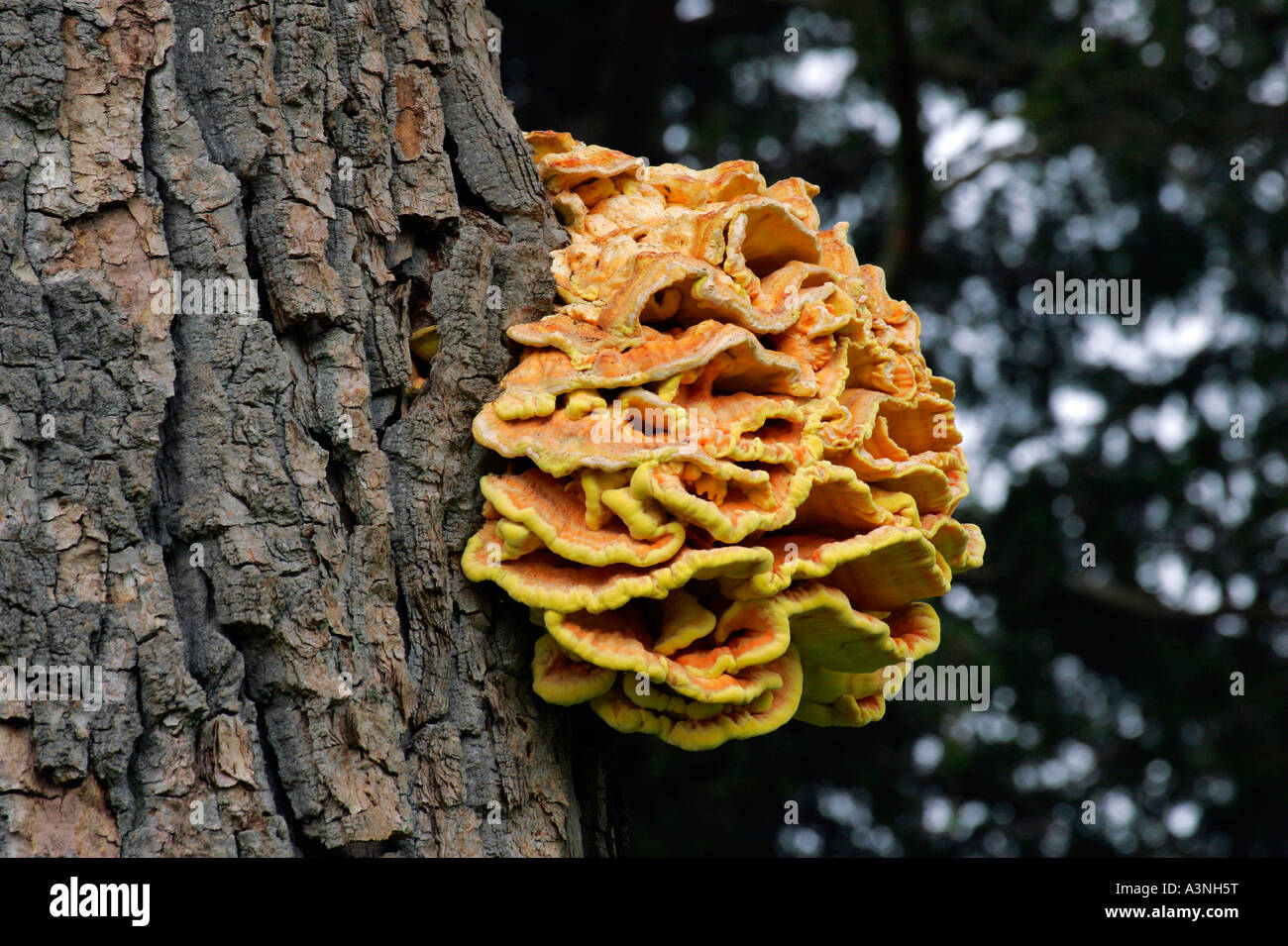 Sulphur Polypore Stock Photo - Alamy