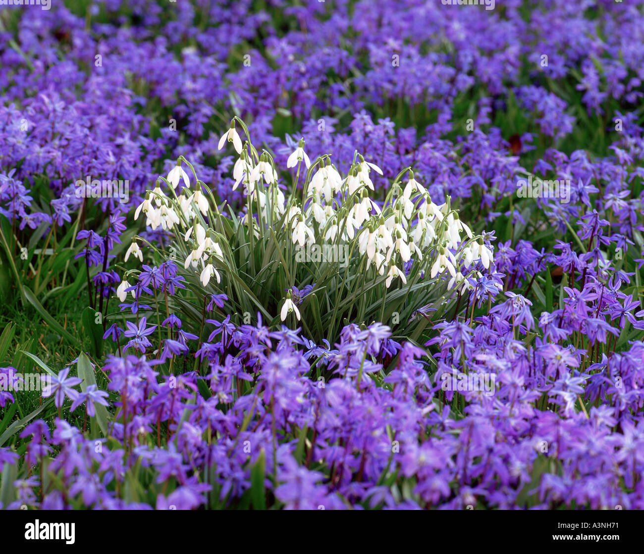 Planting snowdrop bulbs hi-res stock photography and images - Alamy