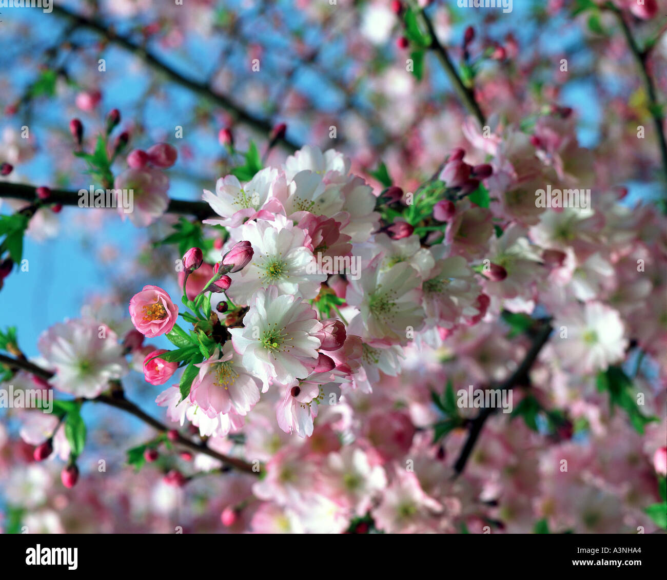 Cherry blossom buds opening hi-res stock photography and images - Alamy