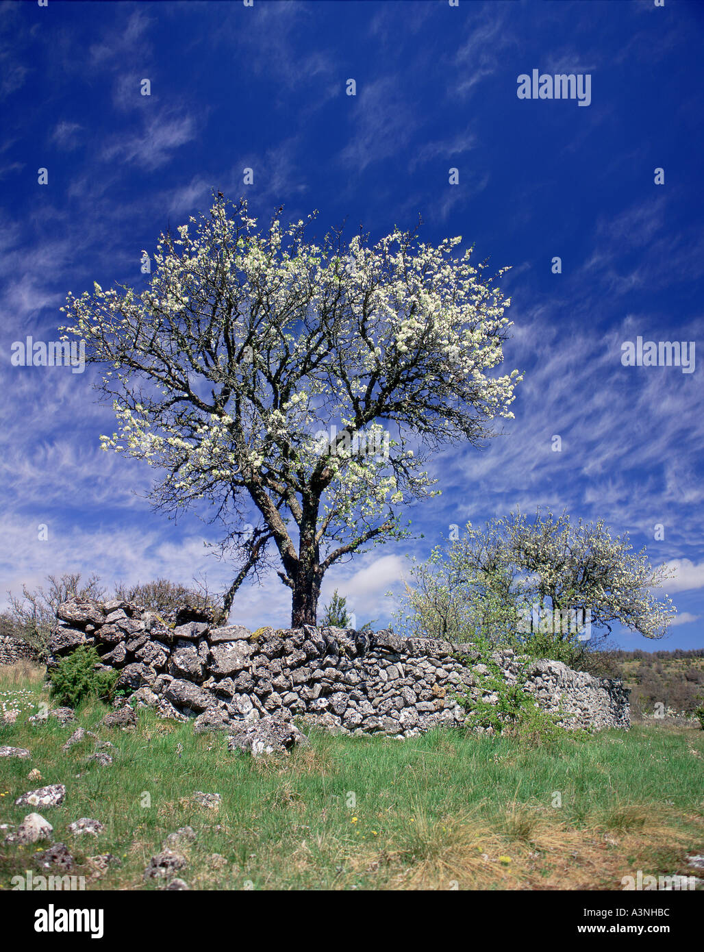 Old apple tree gnarled hi-res stock photography and images - Alamy