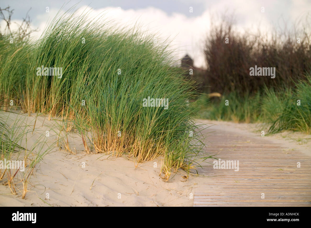 Sand couch grass hi-res stock photography and images - Alamy
