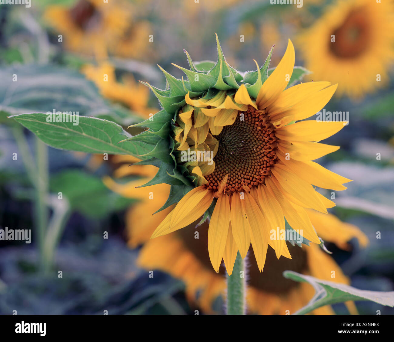half open sunflower Stock Photo - Alamy