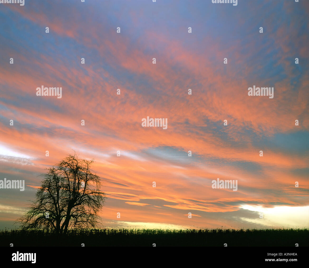 pink clouds with tree Stock Photo - Alamy