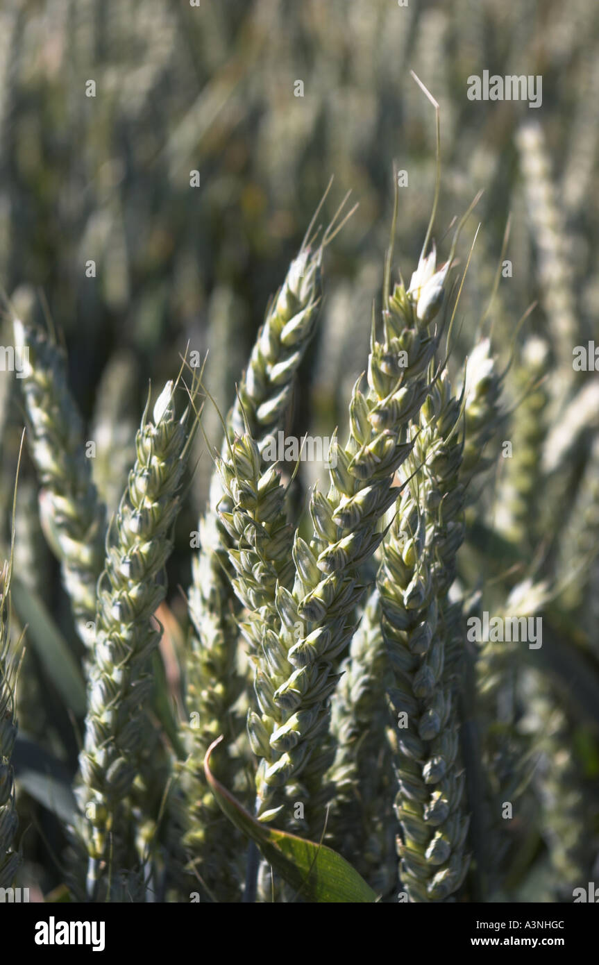 Vertical triticum aestivum hi-res stock photography and images - Alamy