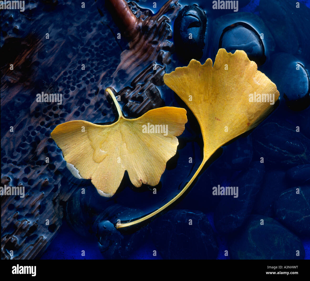 Maidenhair Tree Stock Photo - Alamy