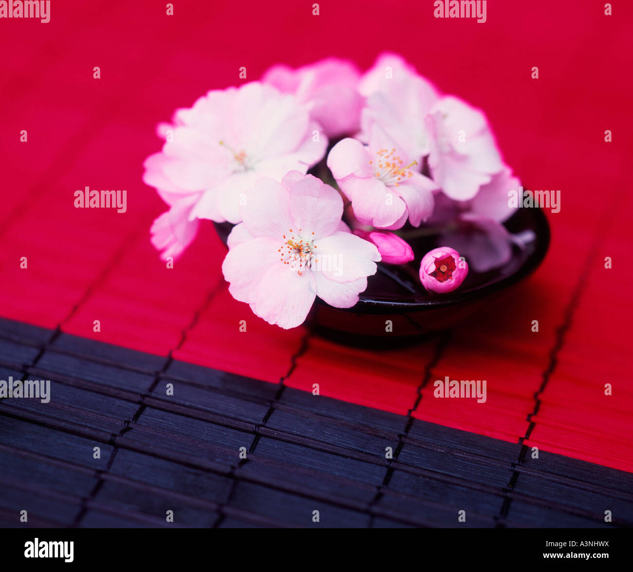 Japanese Cherry Stock Photo - Alamy