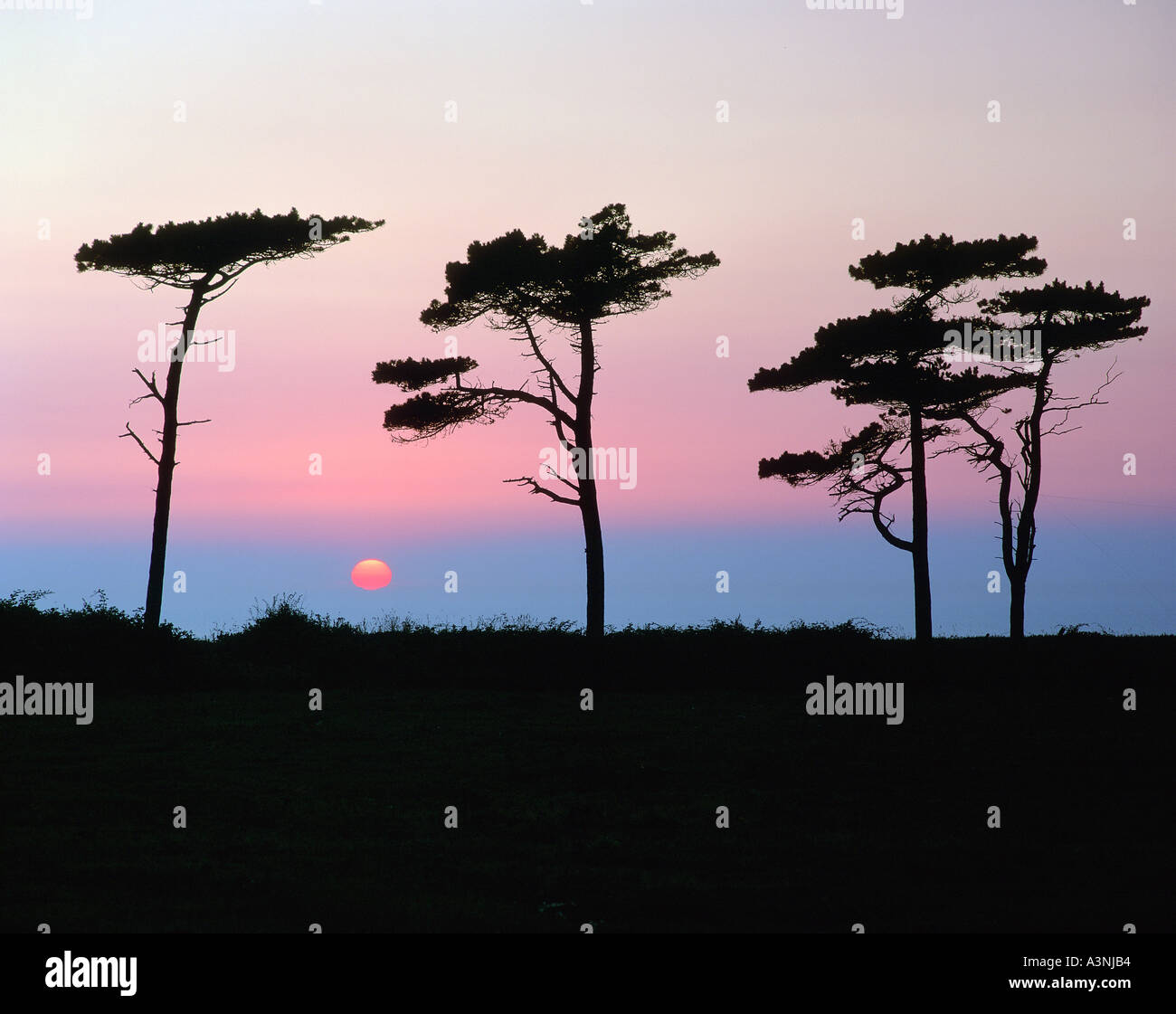Pines and sunset hi-res stock photography and images - Alamy