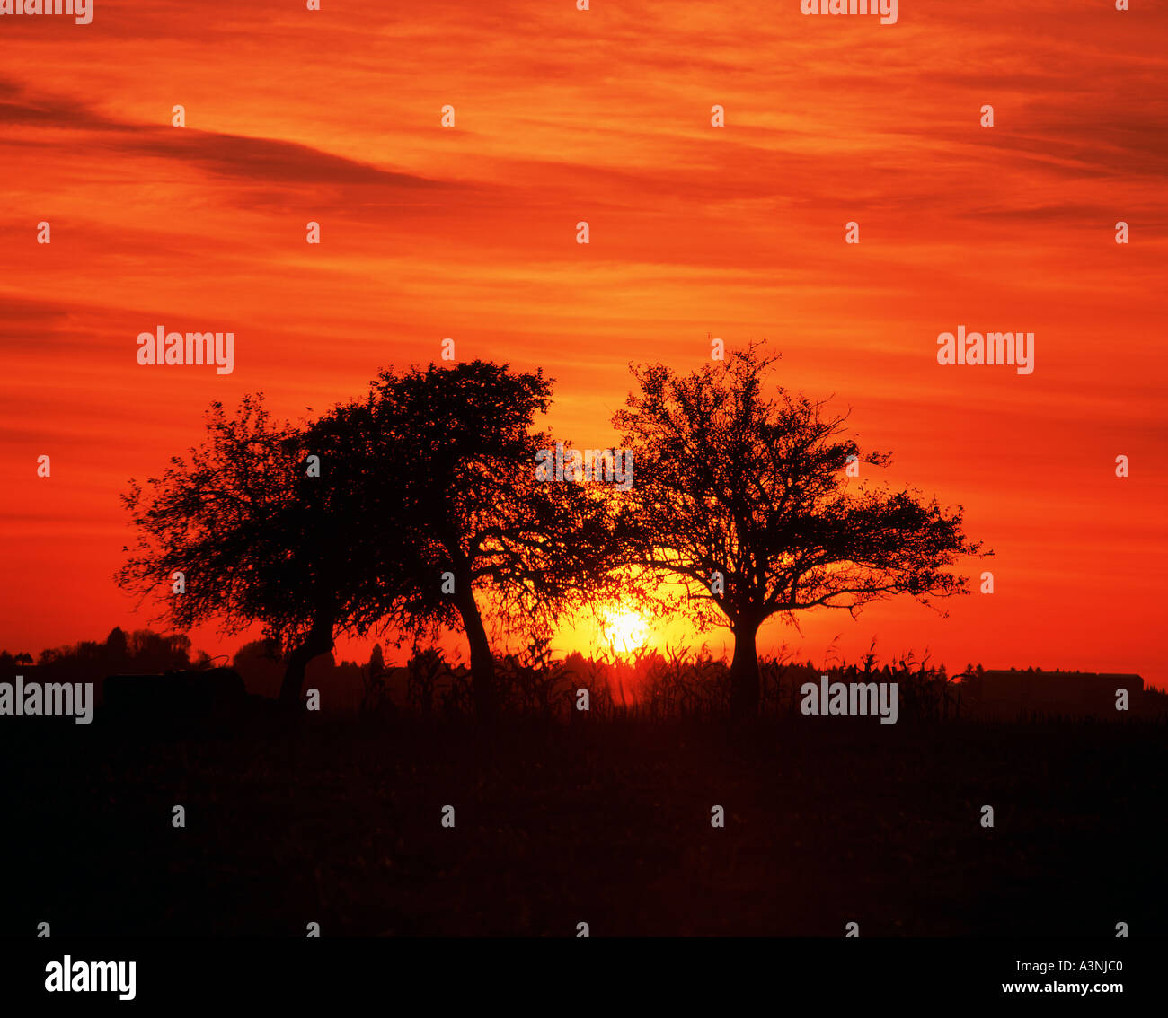 Two joined trees hi-res stock photography and images - Alamy