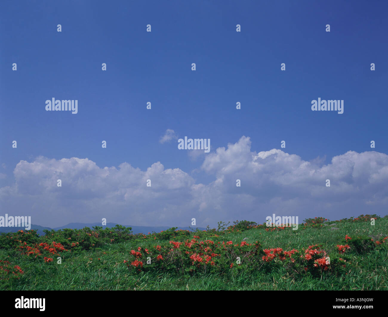 Japanese azalea growing in field Stock Photo - Alamy