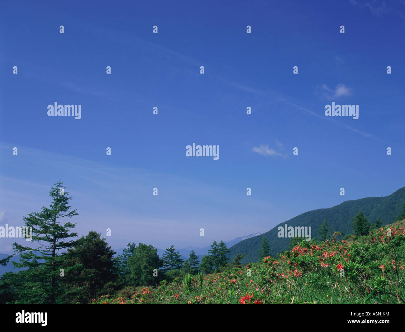Japanese azalea growing in field Stock Photo - Alamy