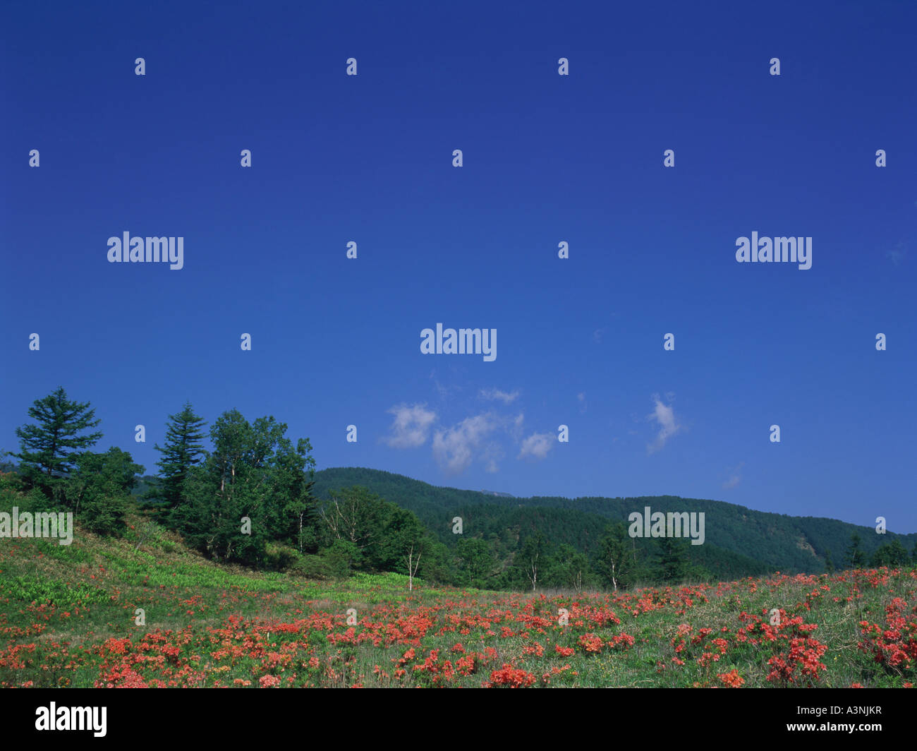 Japanese azalea growing in field Stock Photo - Alamy