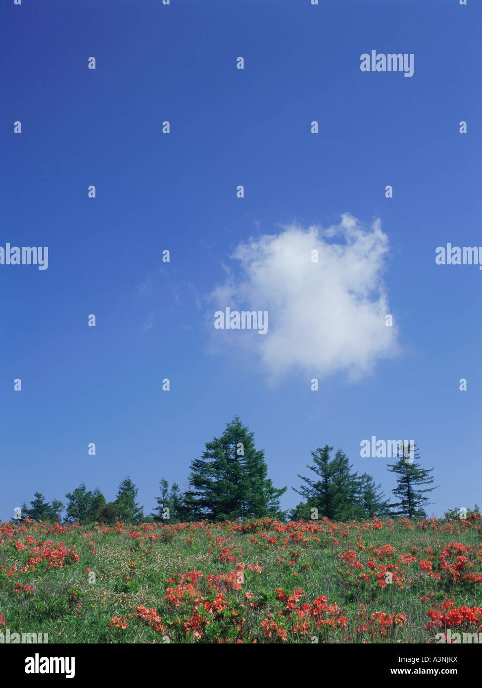 Japanese azalea growing in field Stock Photo - Alamy