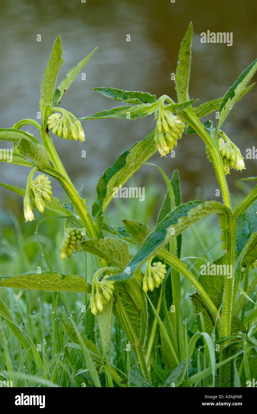 Common Comfrey Stock Photo - Alamy