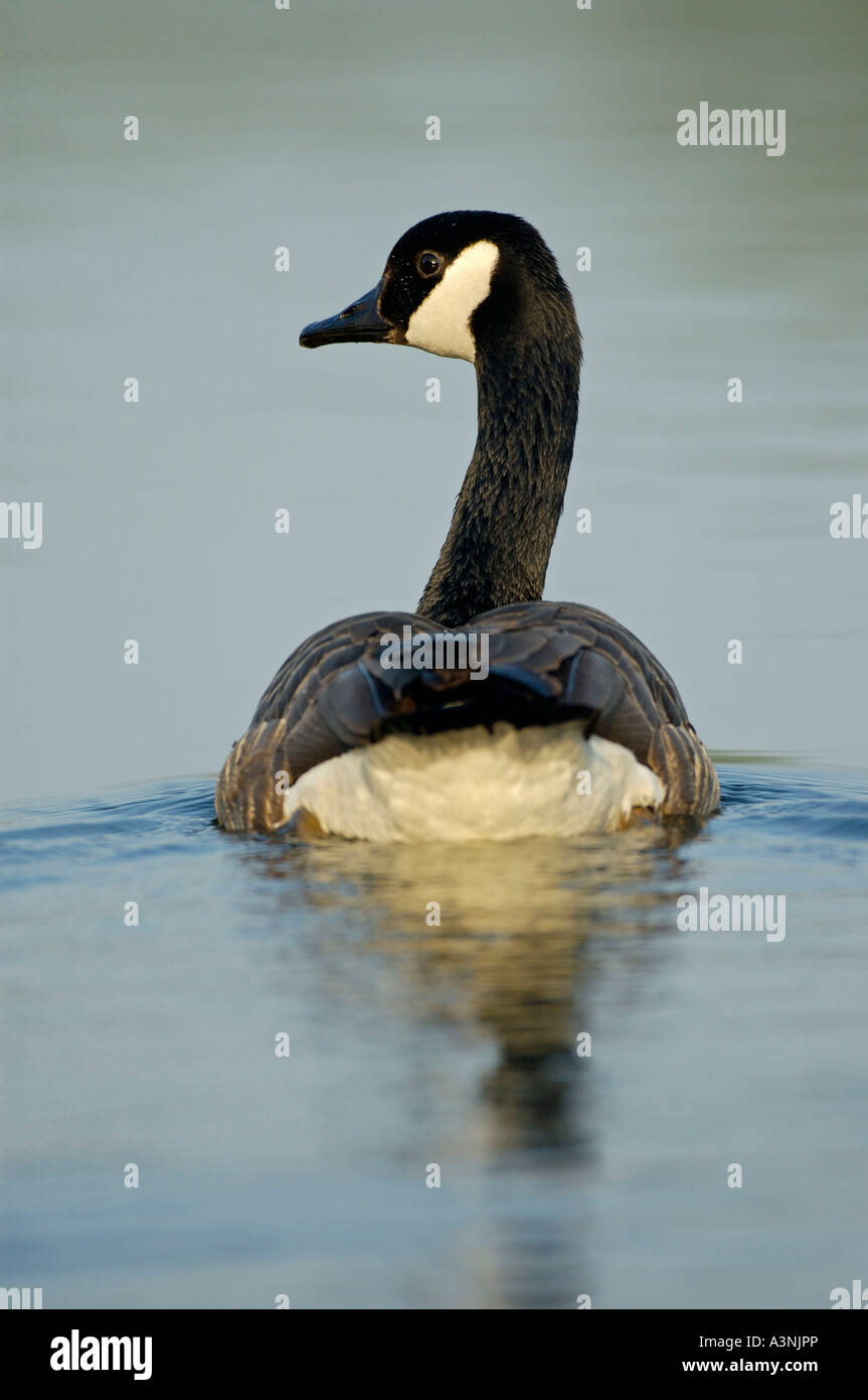 Canada Goose Stock Photo - Alamy