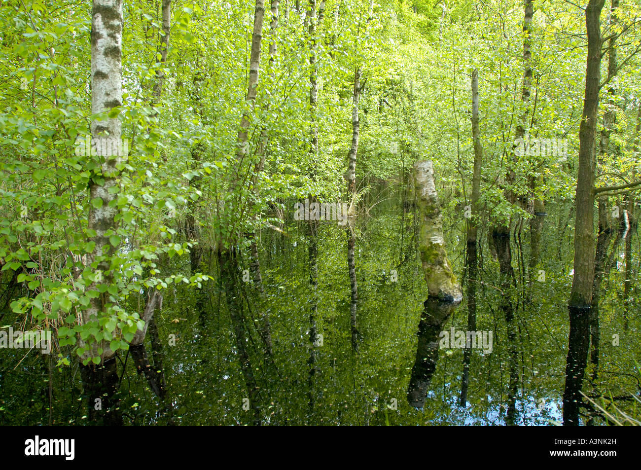Flooded Forest Stock Photo - Alamy