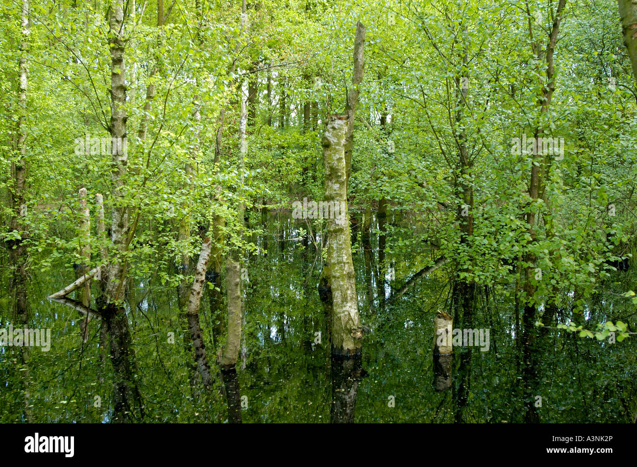 Flooded Forest Stock Photo - Alamy