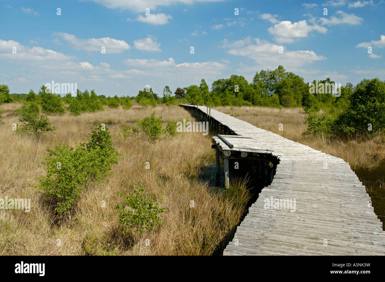 Boardwalk across moor Stock Photo - Alamy