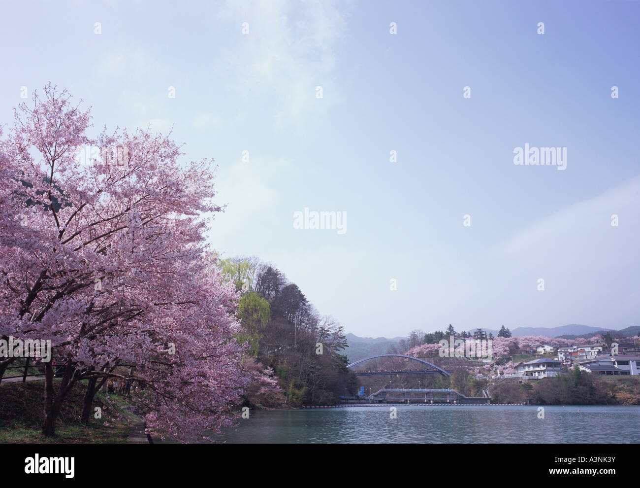 Cherry blossoms in Nagano Prefecture Japan Stock Photo - Alamy