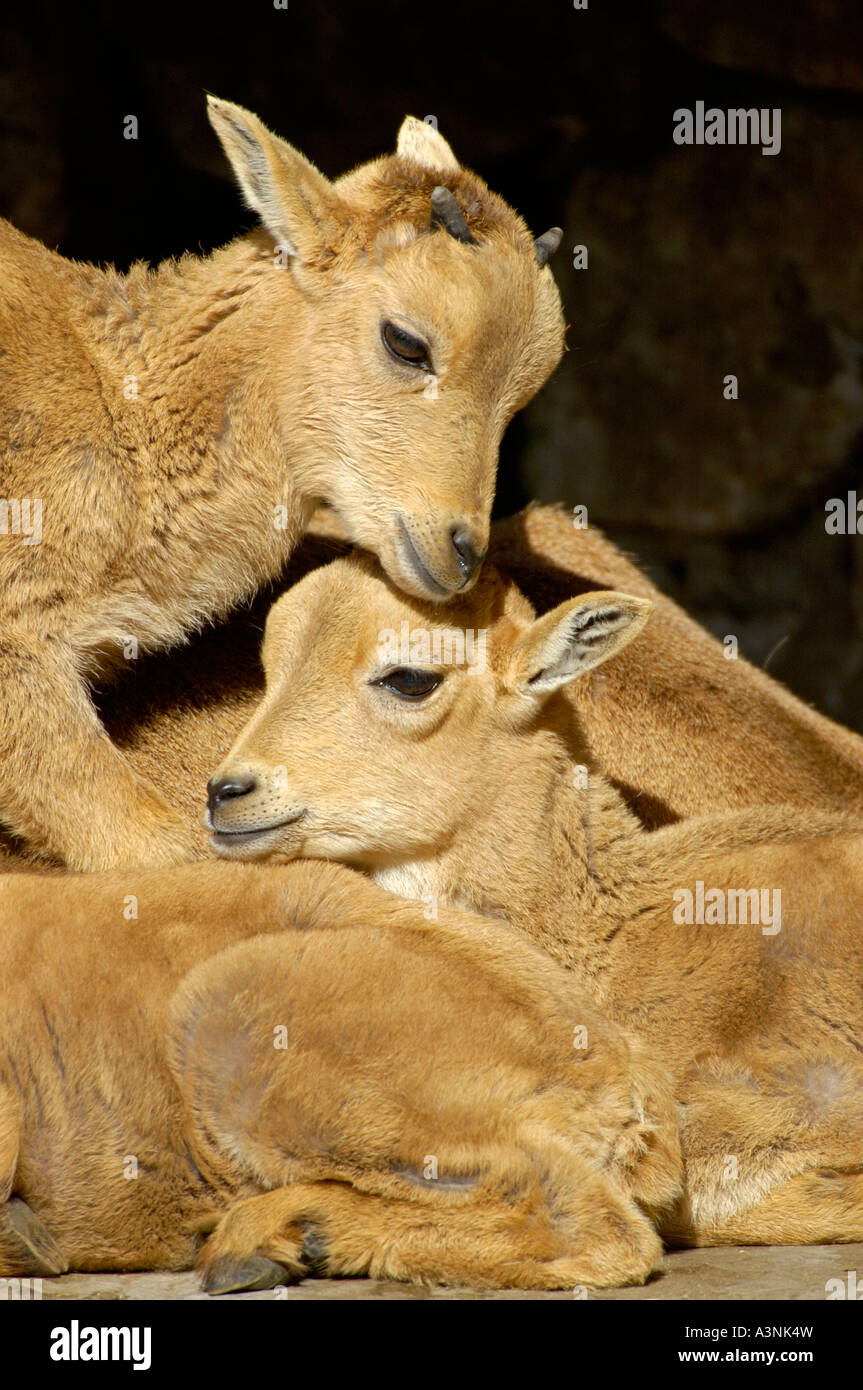Barbary Sheep Stock Photo - Alamy
