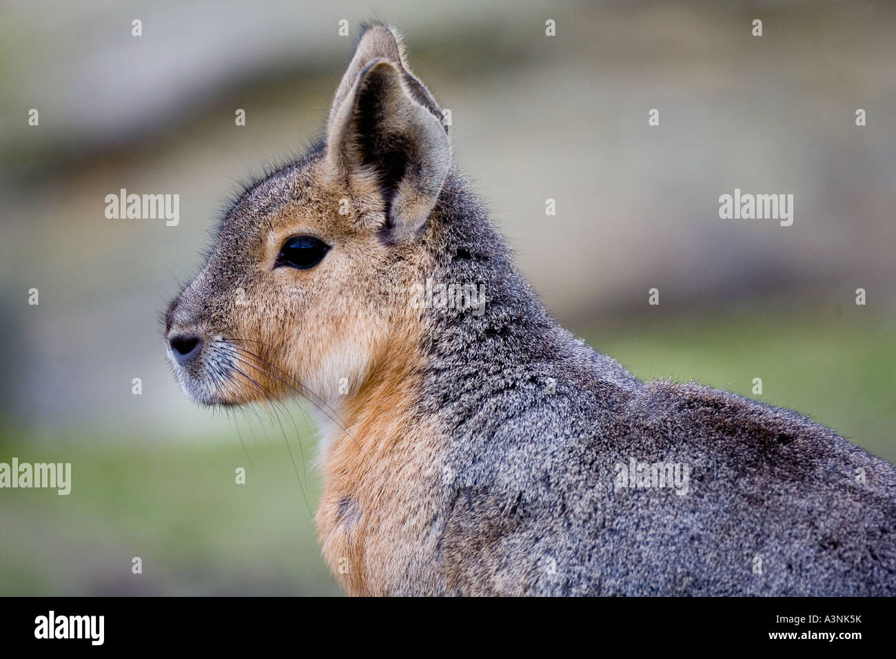 Cavy hi-res stock photography and images - Alamy