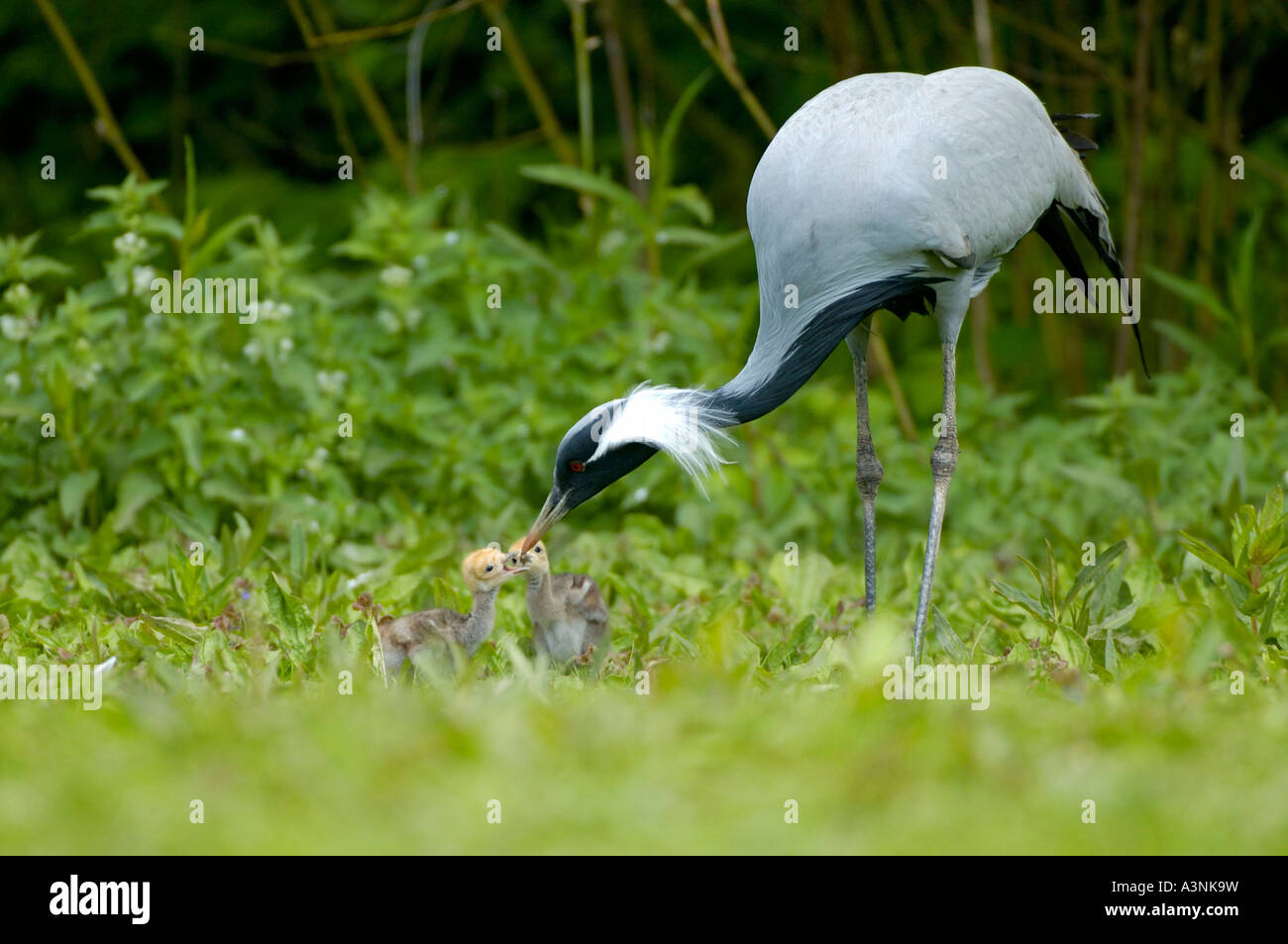 Feeding crane chicks hi-res stock photography and images - Alamy