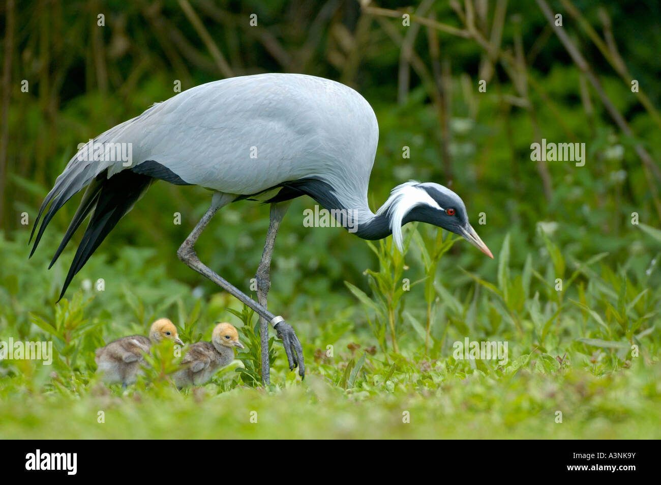Demoiselle crane anthropoides virgo family hi-res stock photography and ...