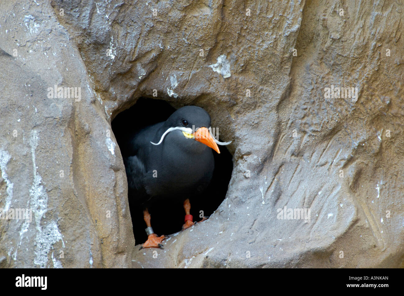 Inca Tern Stock Photo - Alamy