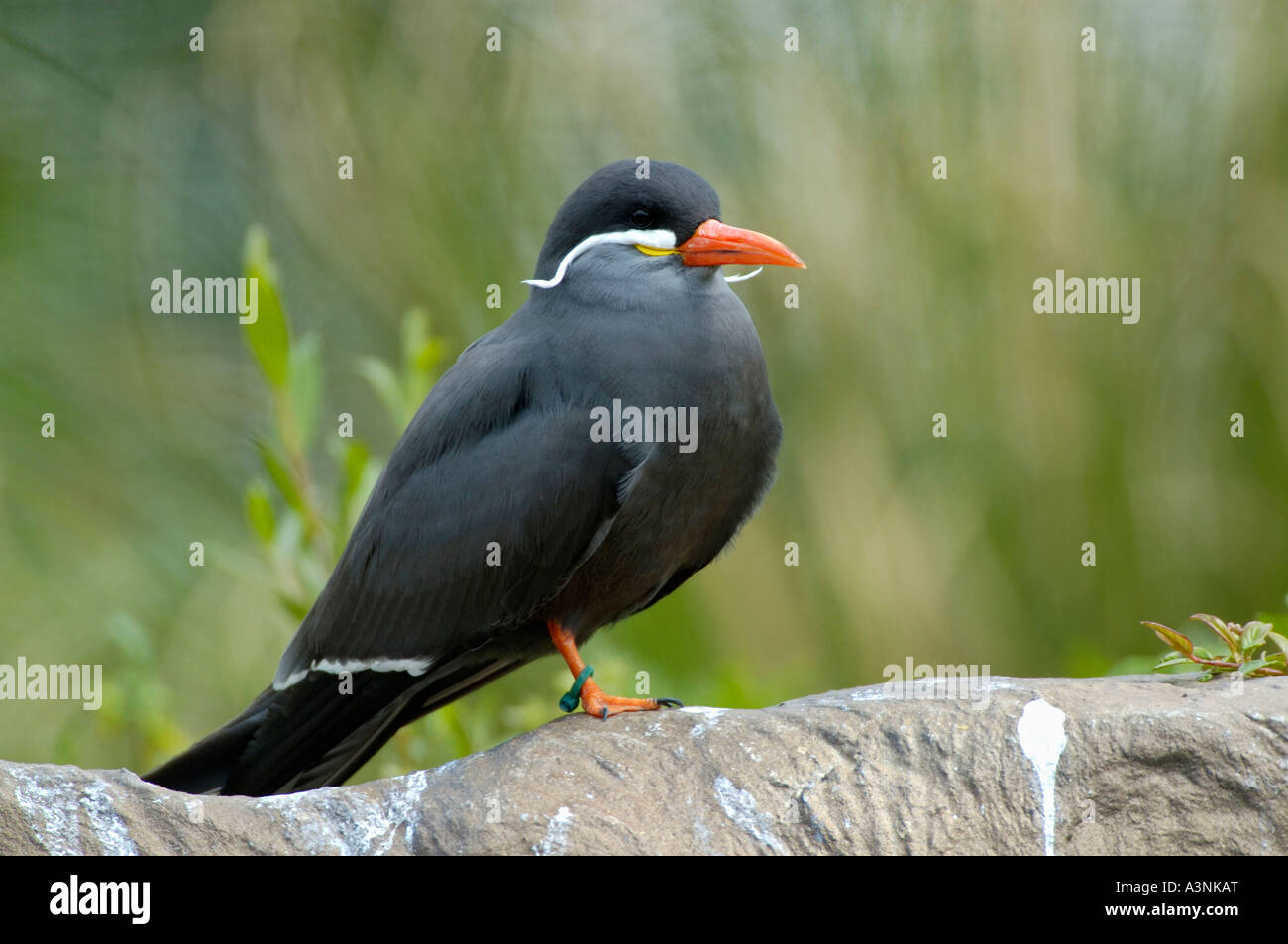 Inca Tern Stock Photo - Alamy