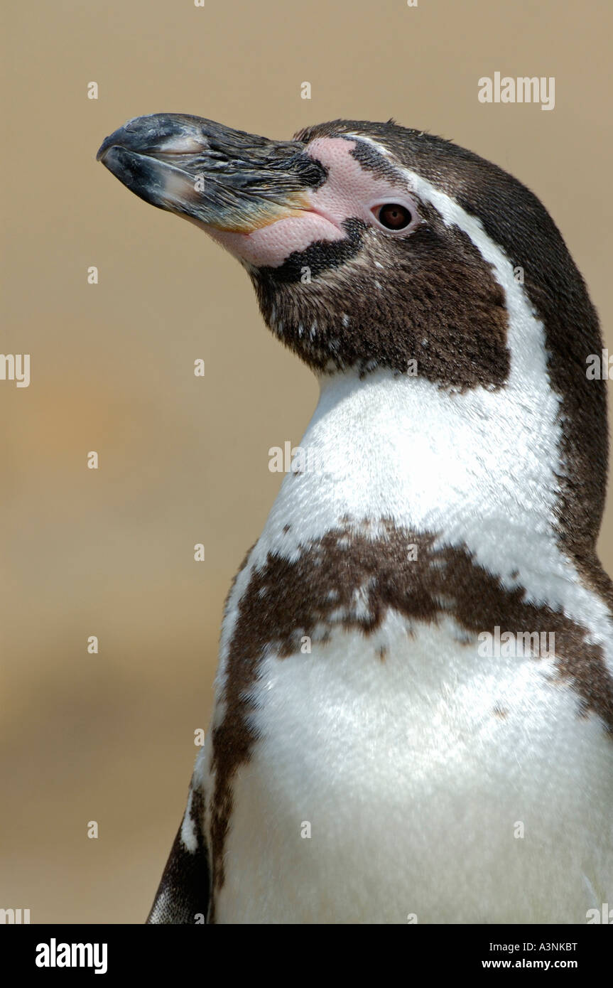 Humboldt's Penguin Stock Photo - Alamy