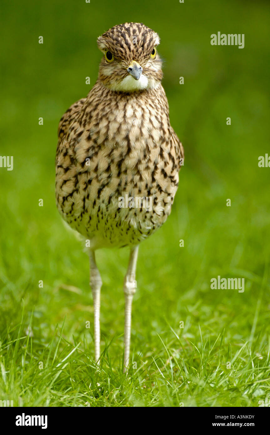 Cape Thick-knee Stock Photo - Alamy