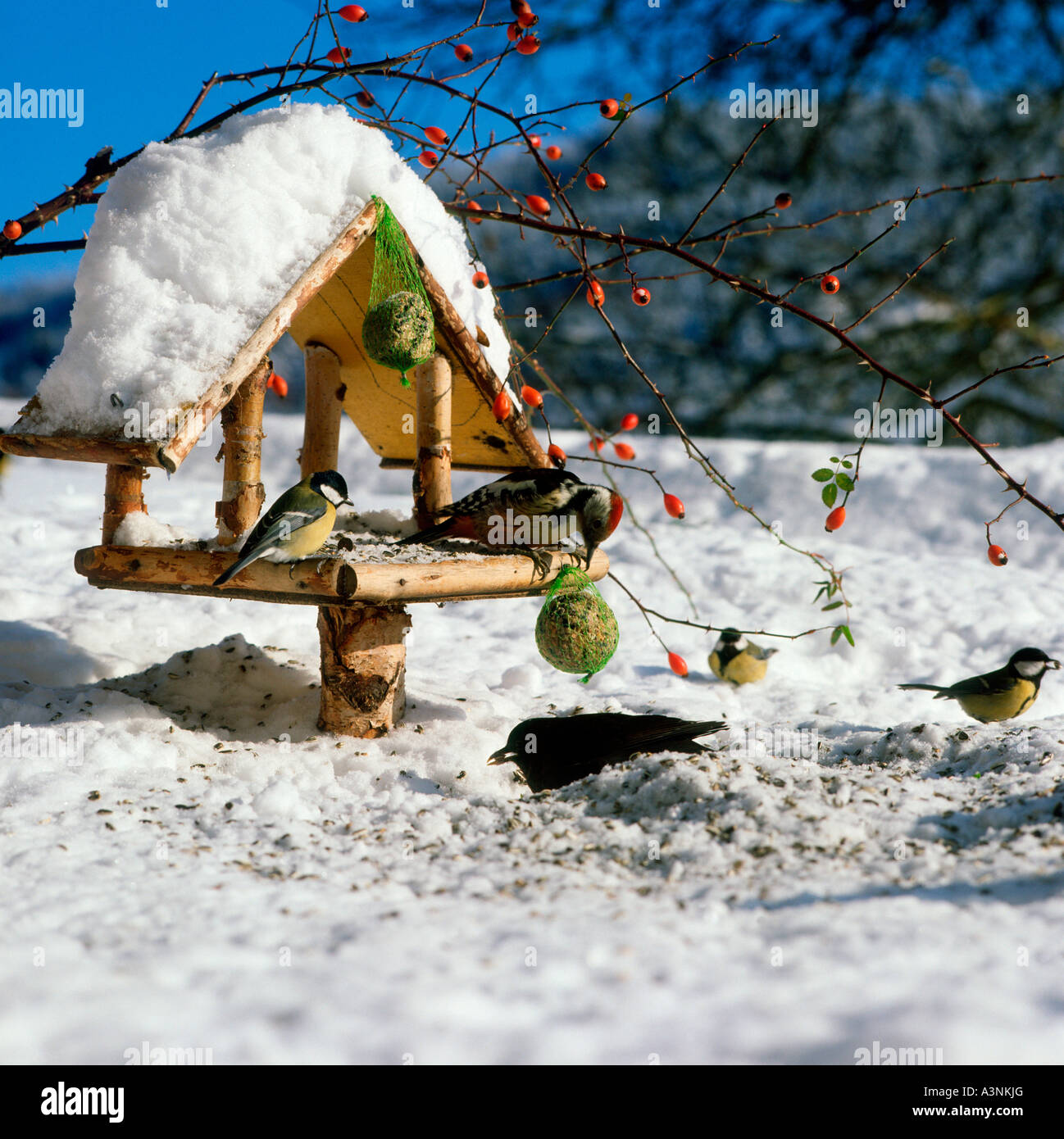 Birds in winter Stock Photo - Alamy