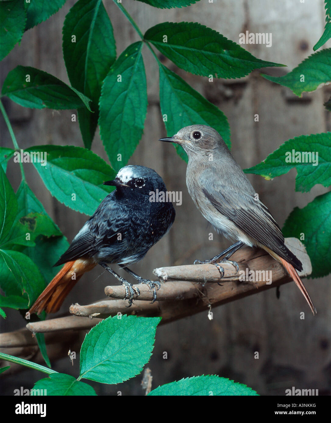 Two redstarts hi-res stock photography and images - Alamy
