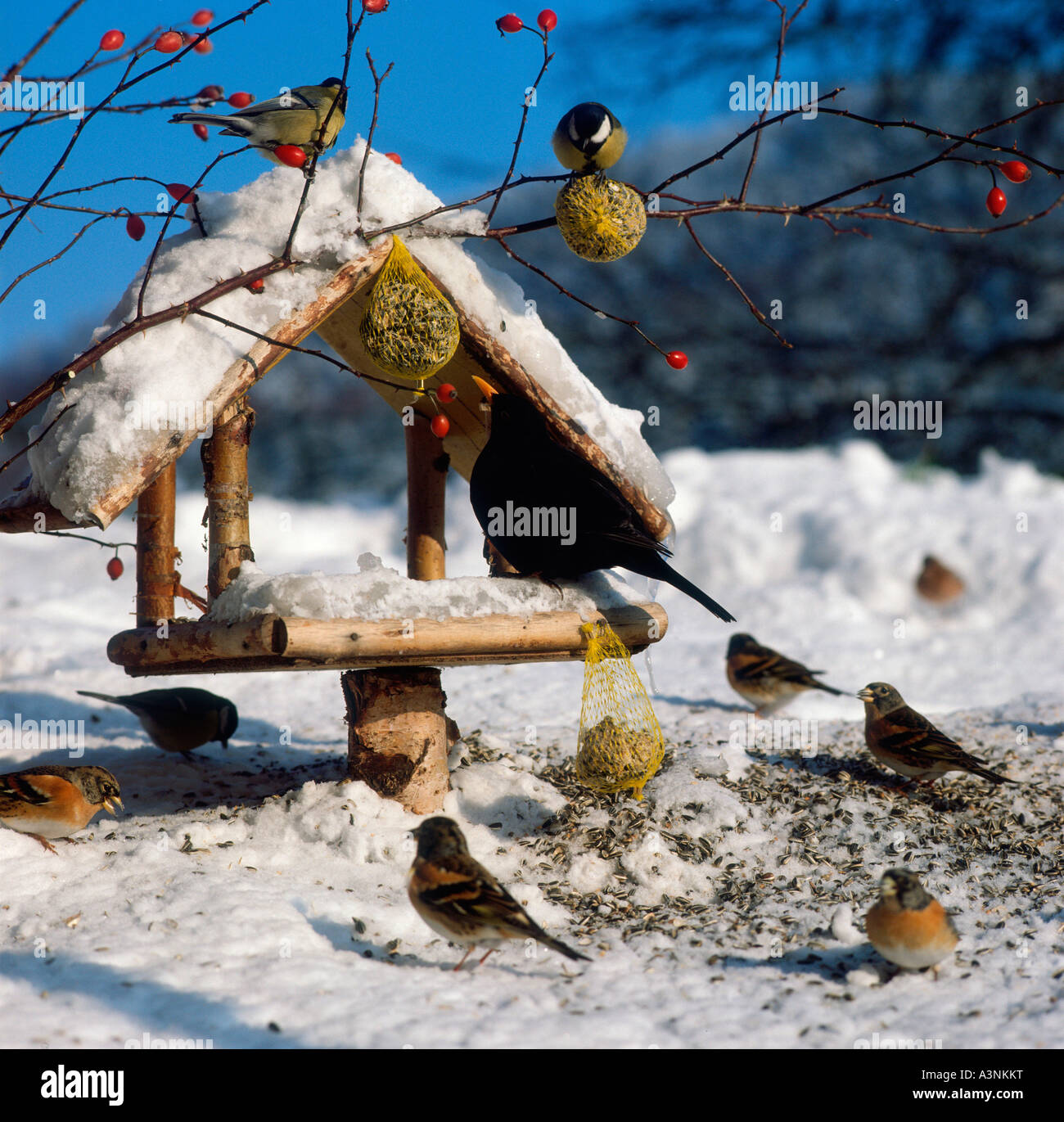 Birds in winter Stock Photo - Alamy