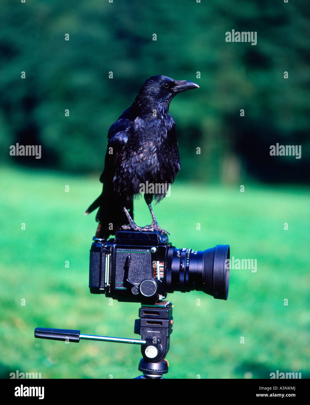 Camera crow hi-res stock photography and images - Alamy