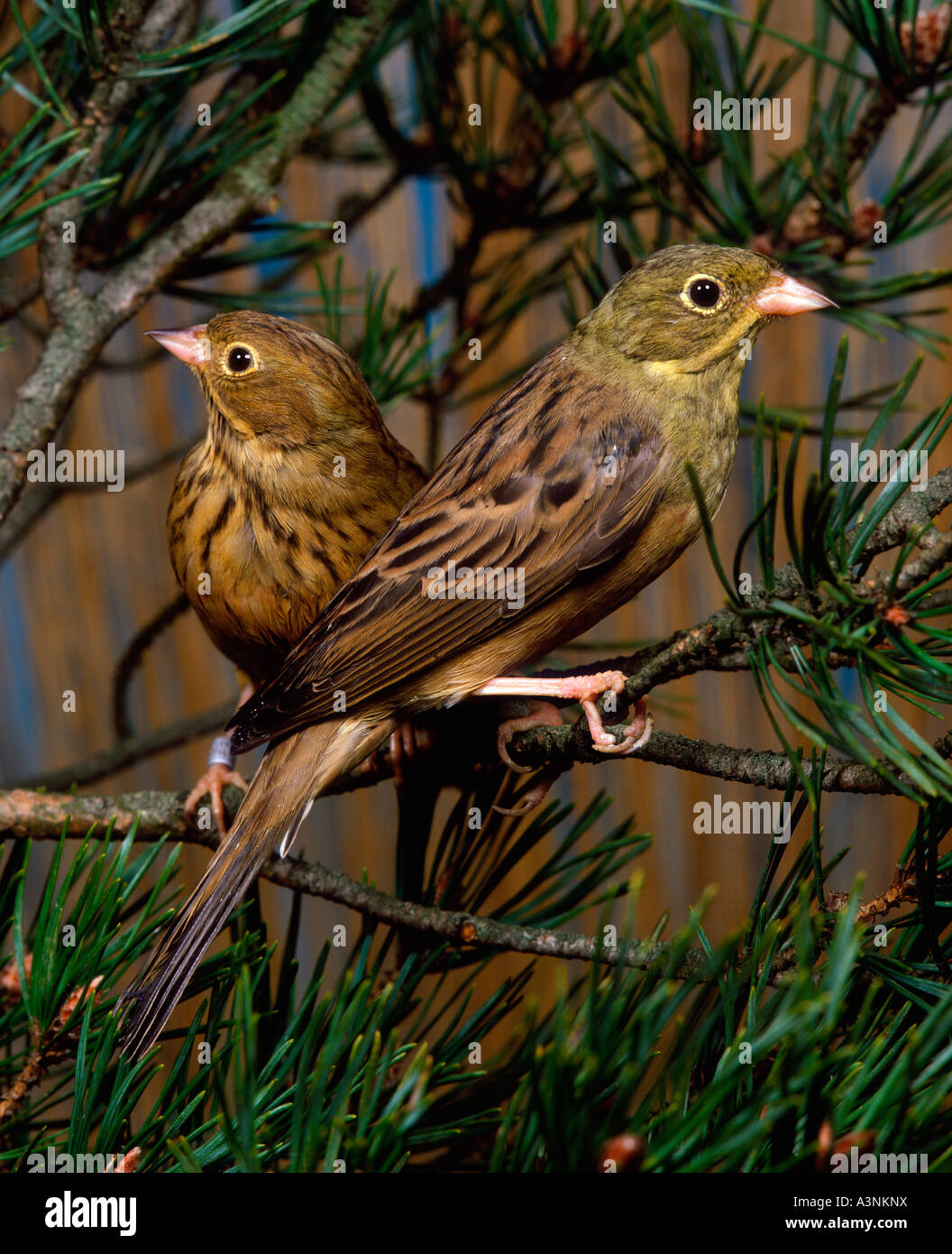 Ortolan Bunting Stock Photo - Alamy