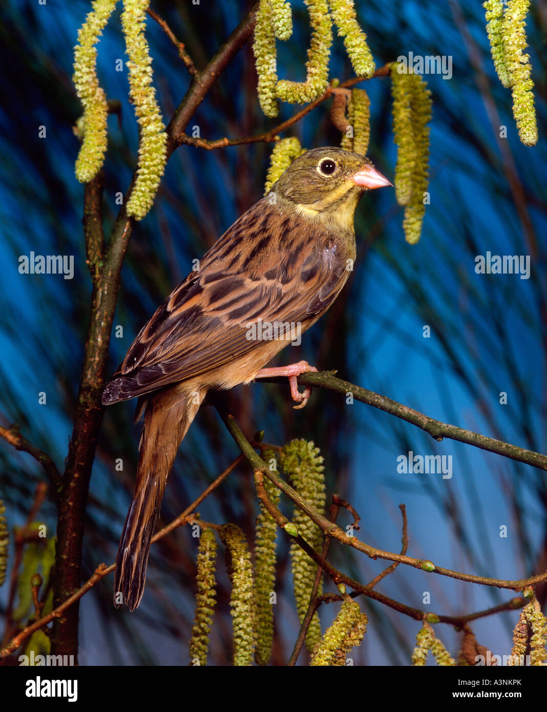 Ortolan Bunting Stock Photo - Alamy