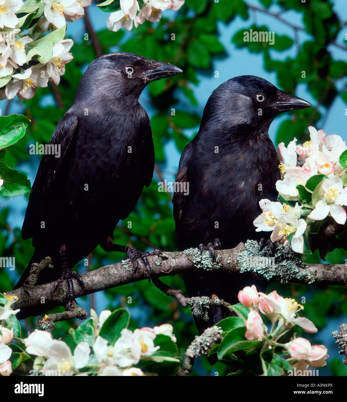 Pair jackdaws corvus monedula hi-res stock photography and images - Alamy