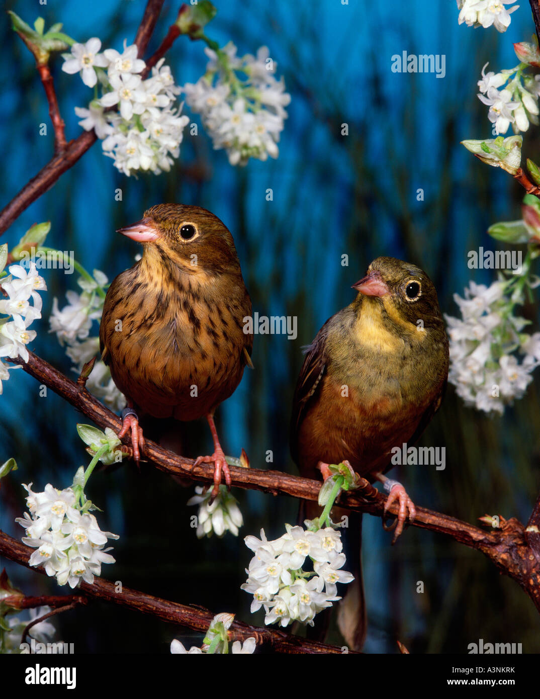 Ortolan Bunting Stock Photo - Alamy