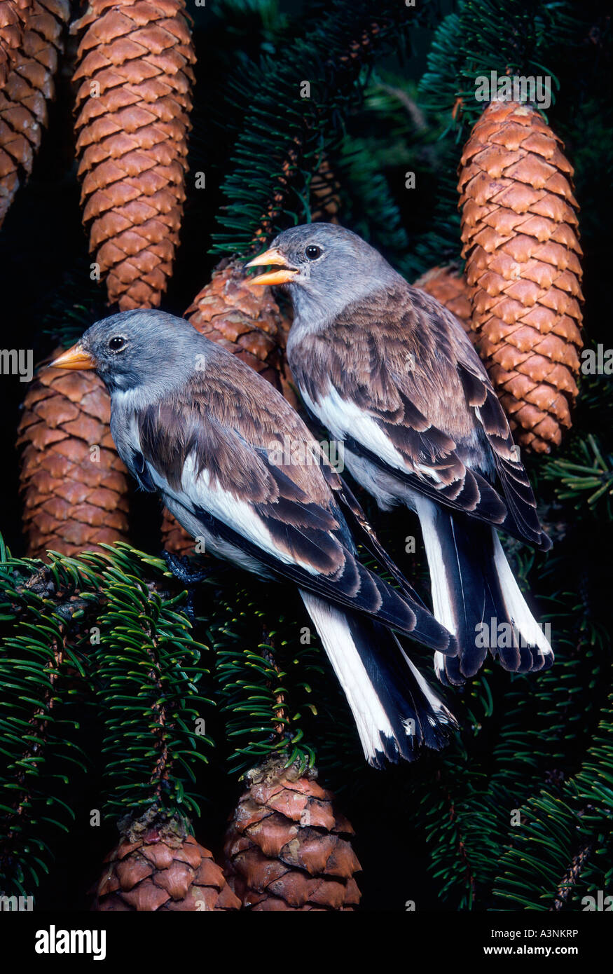 Snowfinches hi-res stock photography and images - Alamy